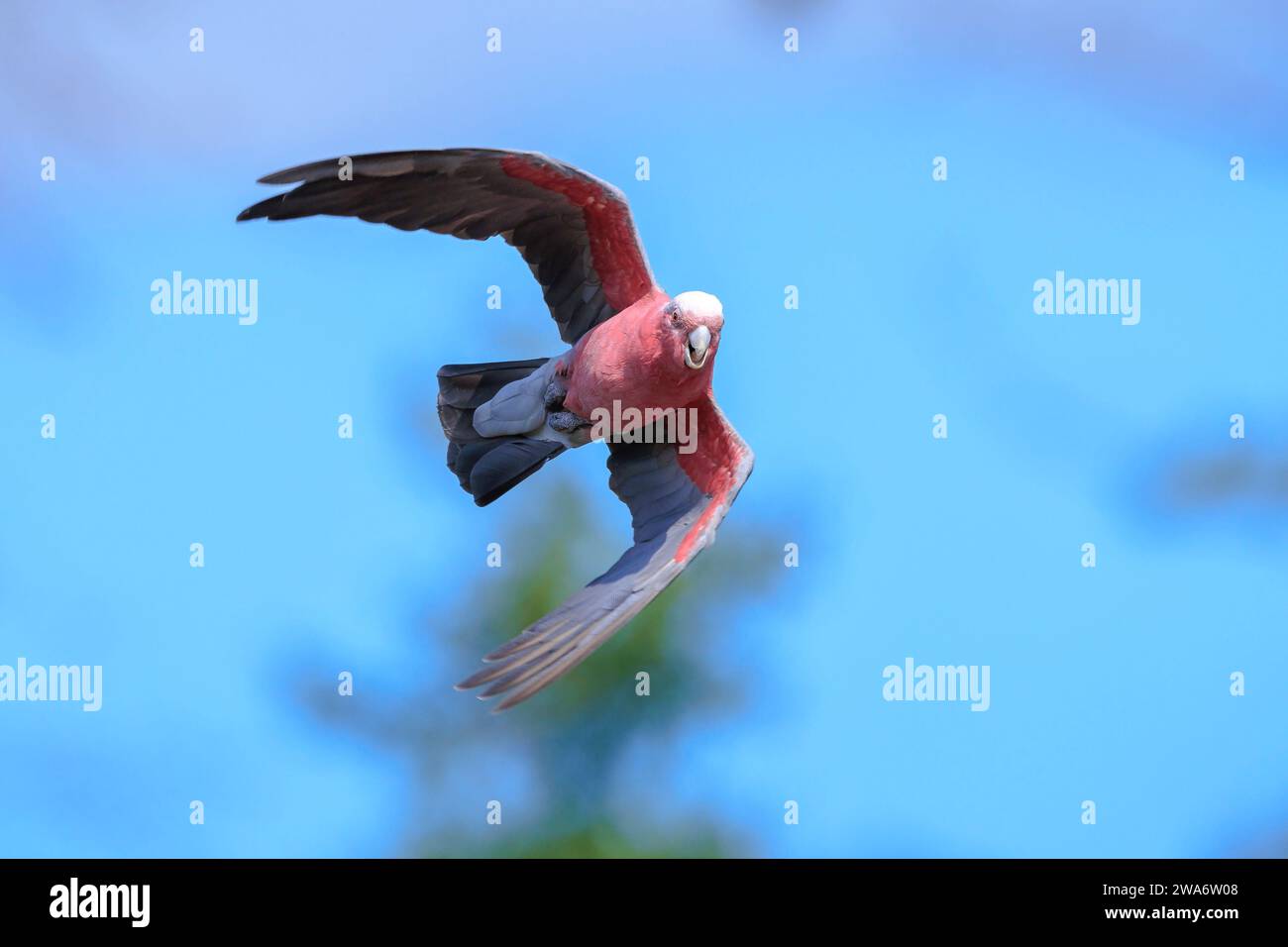 The galah, Eolophus roseicapilla, also known as the rose-breasted ...