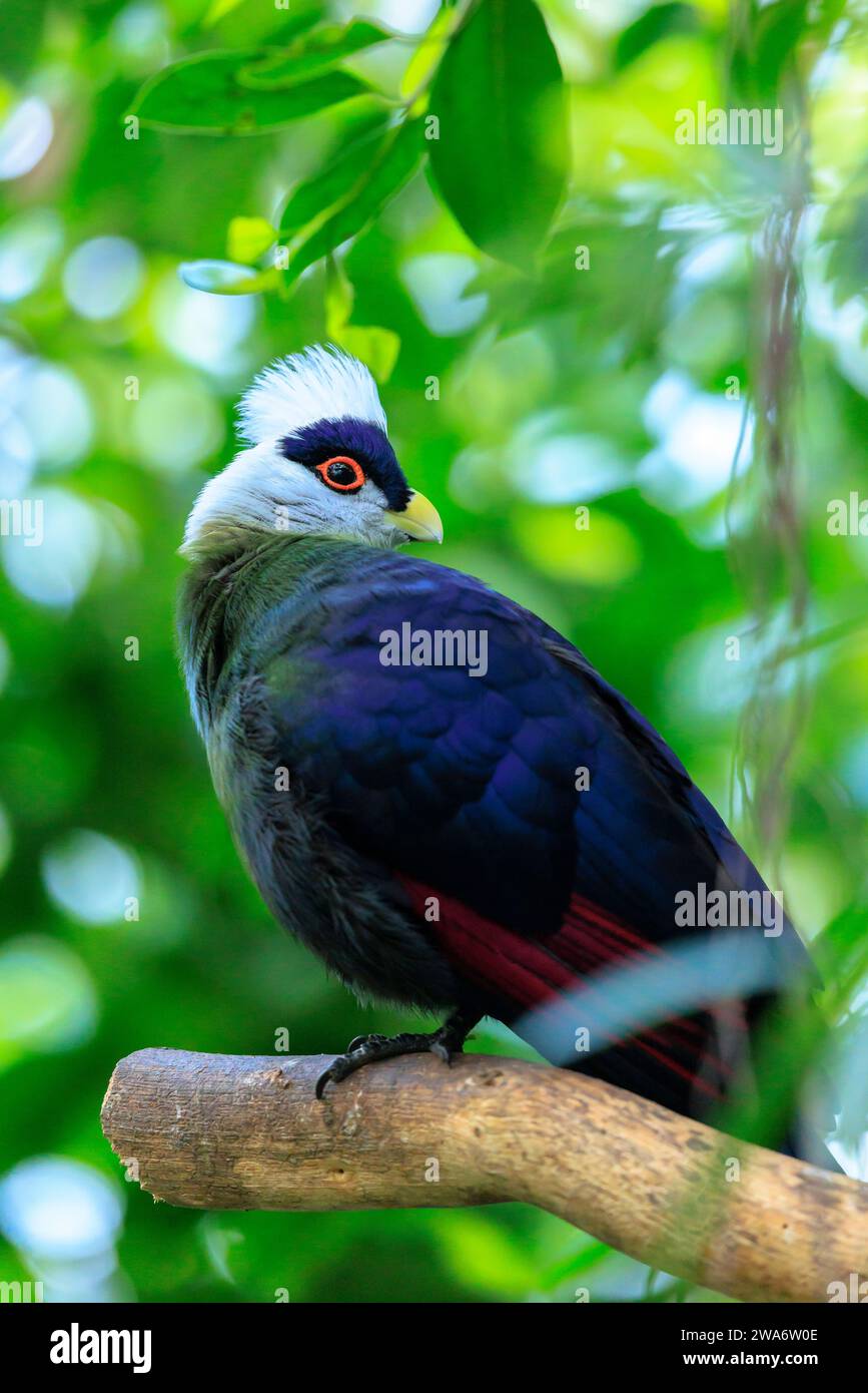 Closeup of a beautiful white-crested turaco, Tauraco leucolophus ...