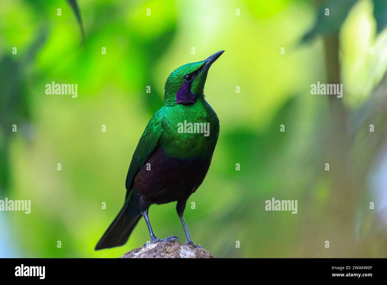 Closeup of a emerald starling, Lamprotornis iris, also known as the ...