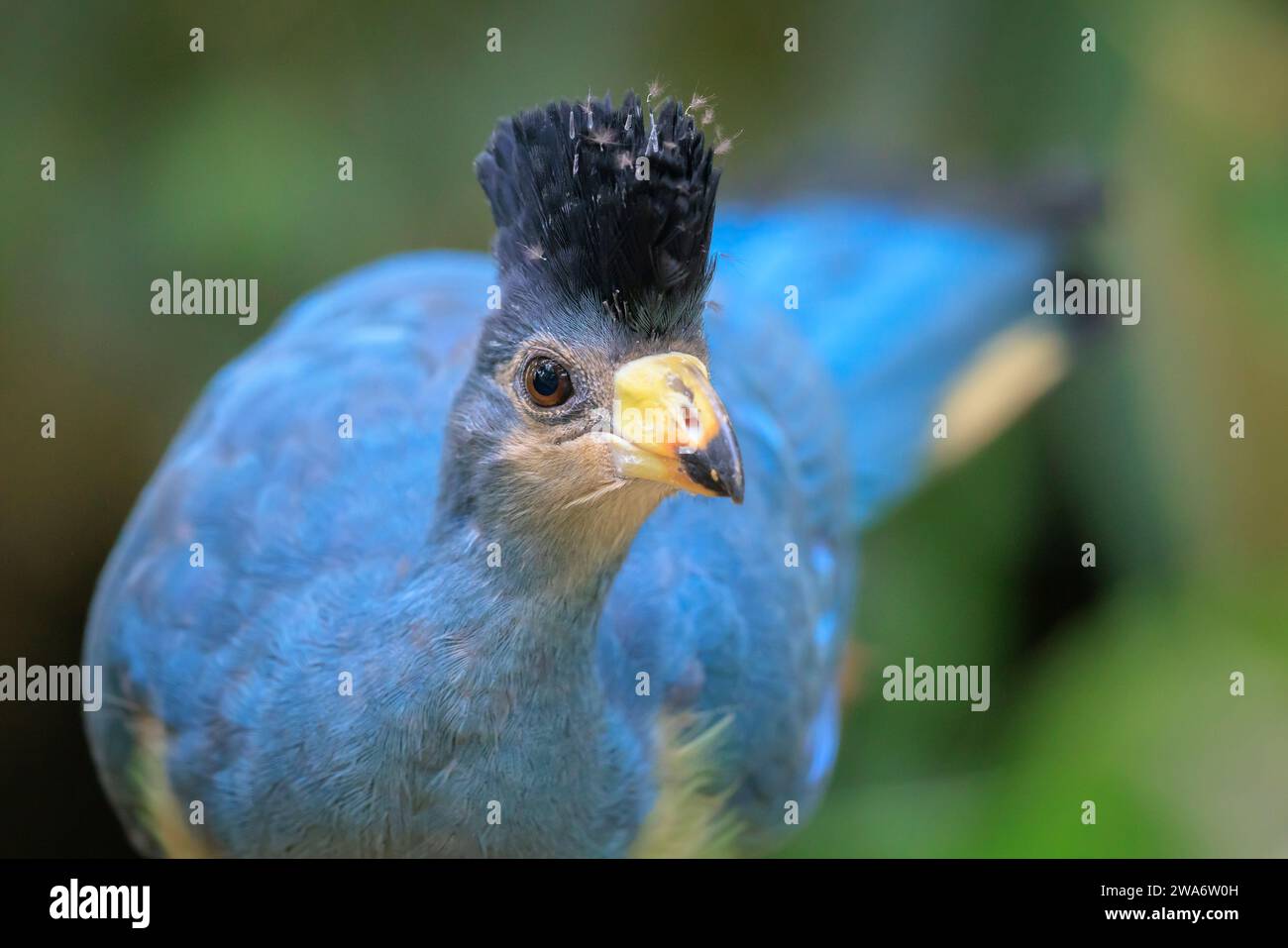 Closeup of a Great blue turaco, Corythaeola cristata, bird perching ...