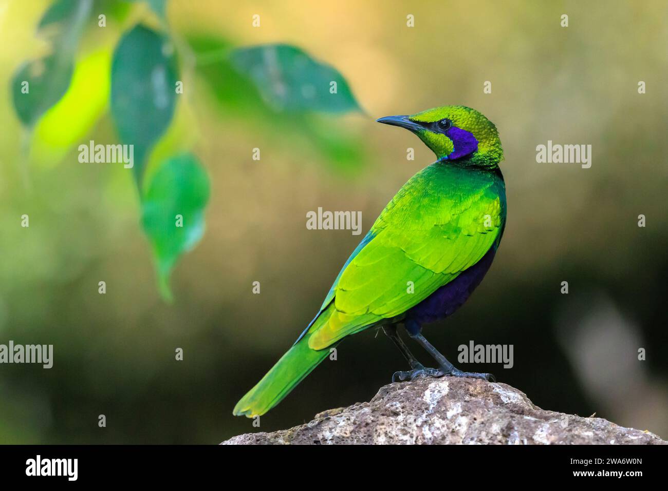 Closeup of a emerald starling, Lamprotornis iris, also known as the ...