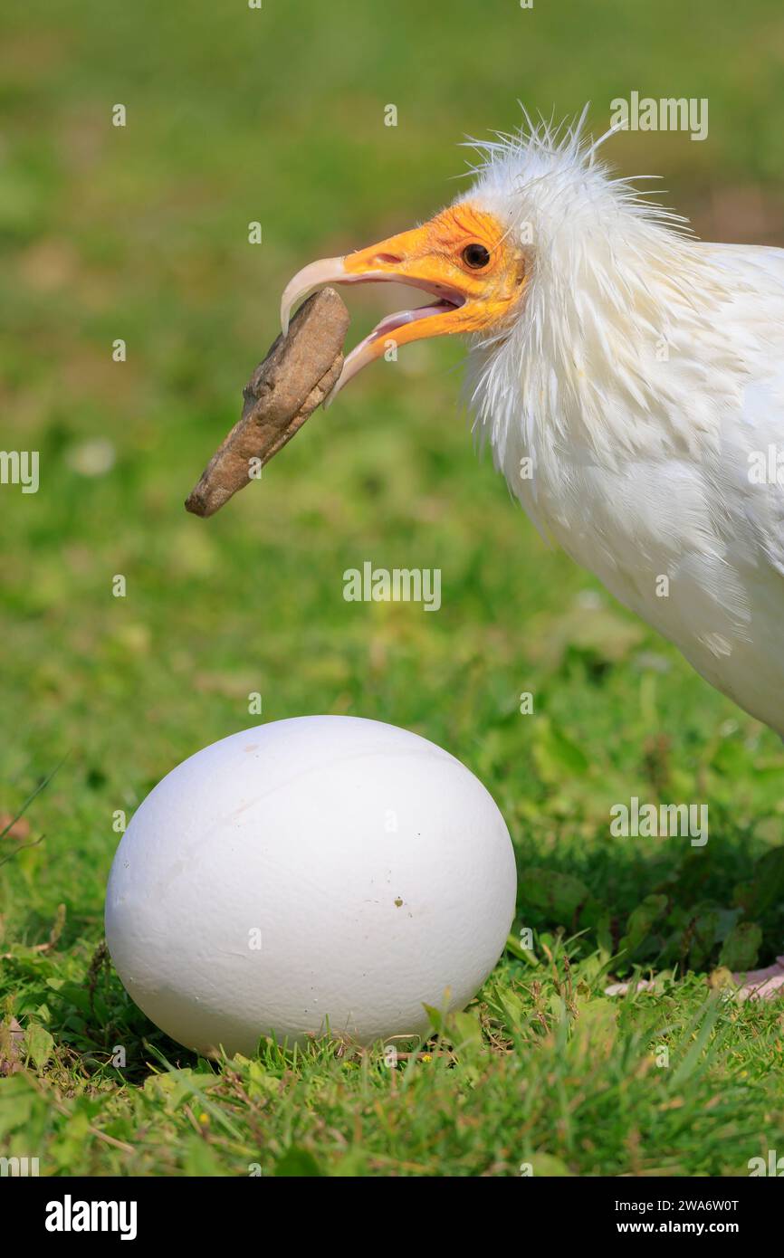 Egyptian vulture, Neophron percnopterus, bird of prey, also called the ...