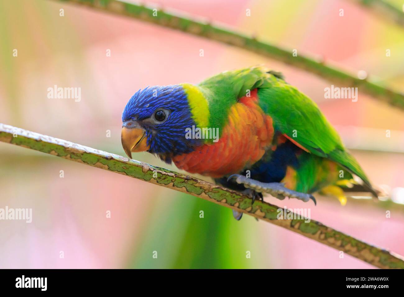 Tasmania rainforest wildlife hi-res stock photography and images - Alamy