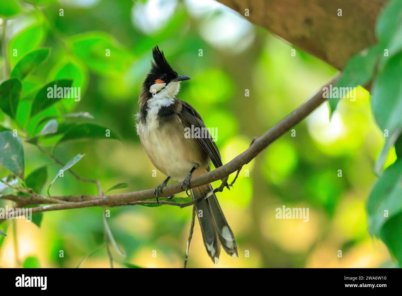 red-whiskered or crested bulbul, Pycnonotus jocosus, perched in a ...