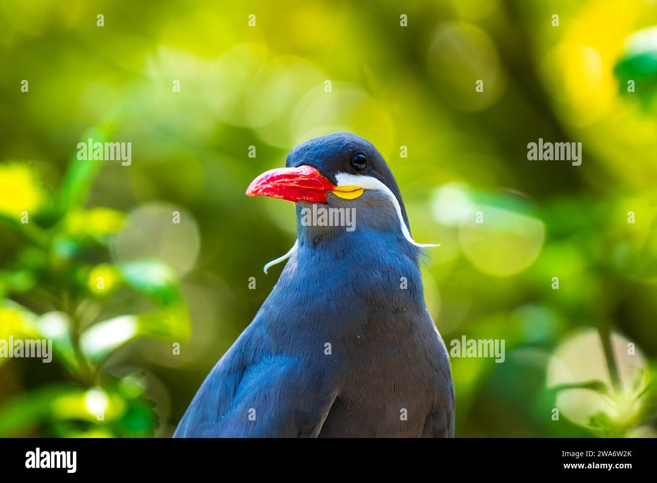 The Inca tern Larosterna inca bird has dark grey body, white moustache ...