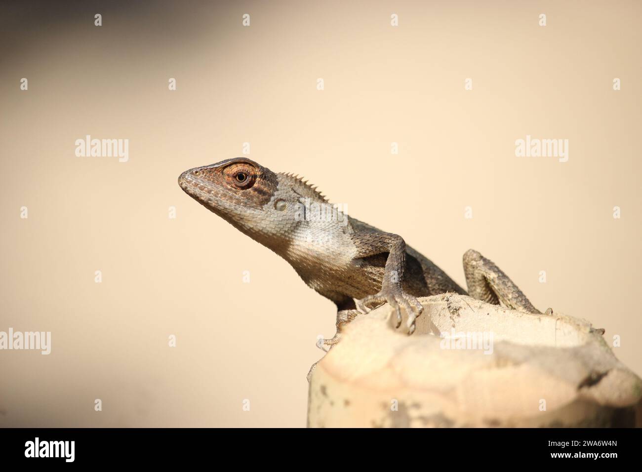 Lizaed on bamboo hi-res stock photography and images - Alamy