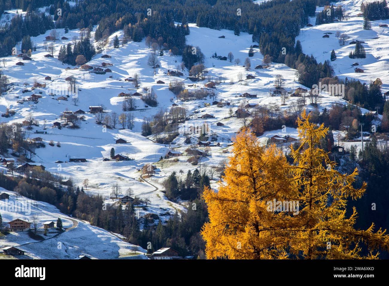 First new snow falling over the Grindelwald village and farm houses at ...