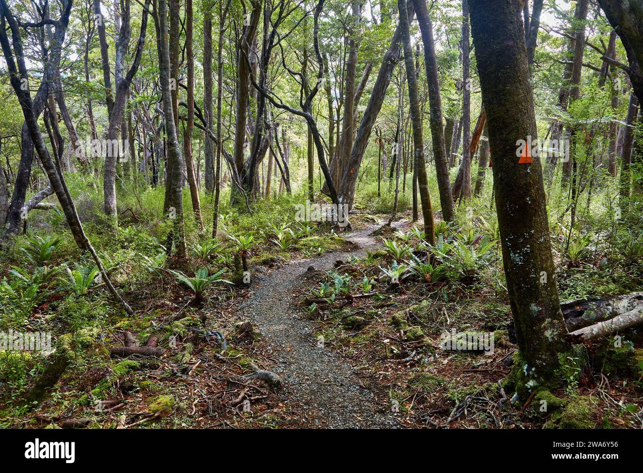 Walking trail in New Zealand, lush forest path Stock Photo - Alamy