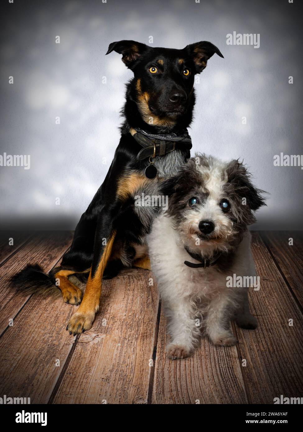 An old and young dog together for a studio portrait Stock Photo - Alamy