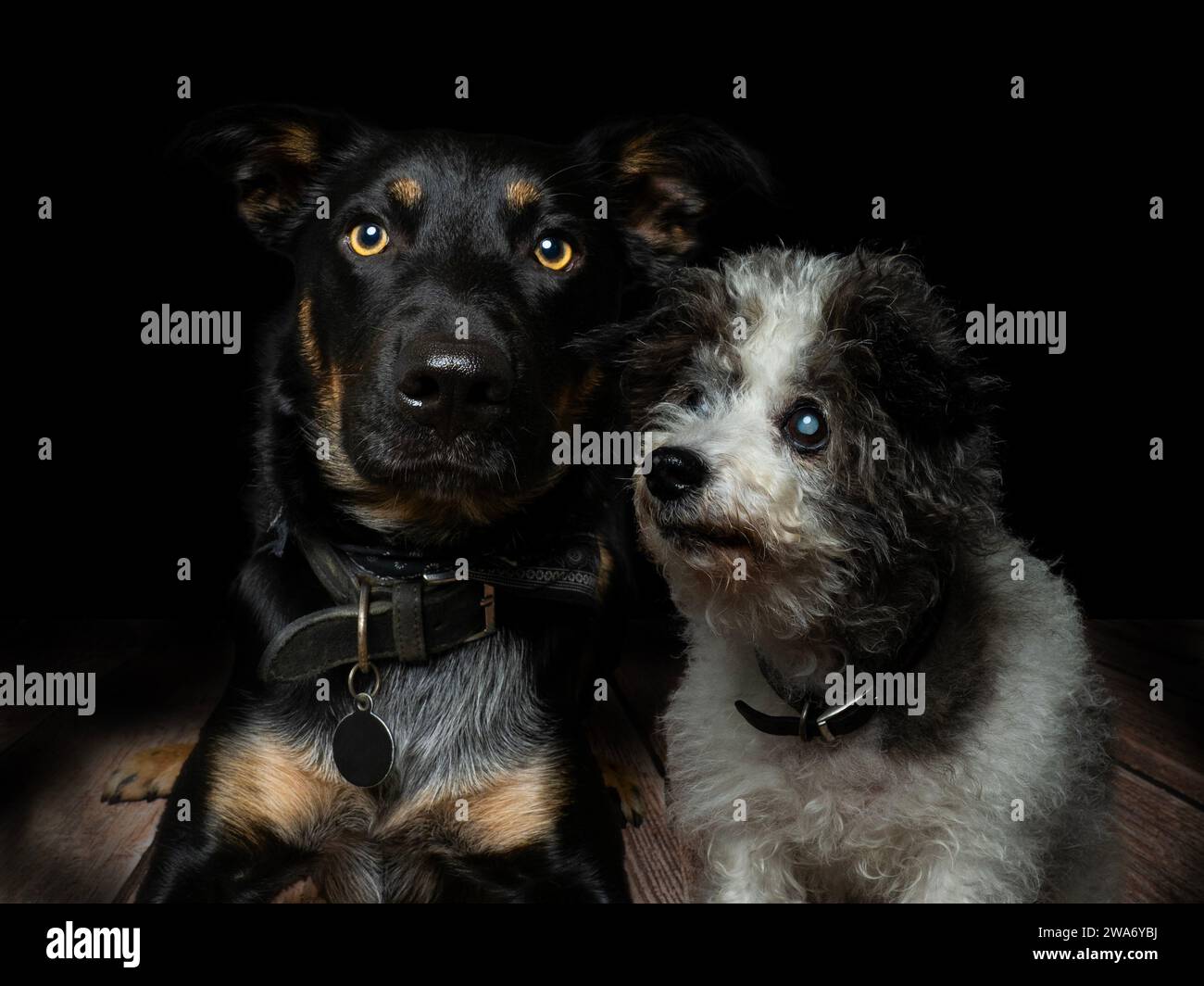 An old and young dog together for a studio portrait Stock Photo - Alamy
