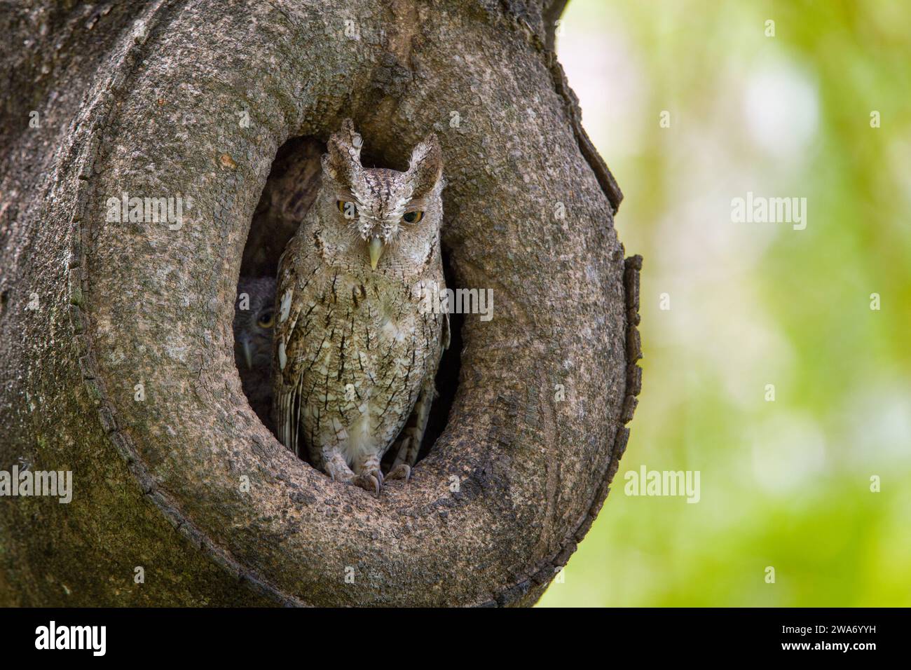 Adult Pacific screech owl (Megascops cooperi) guarding chick at nest ...