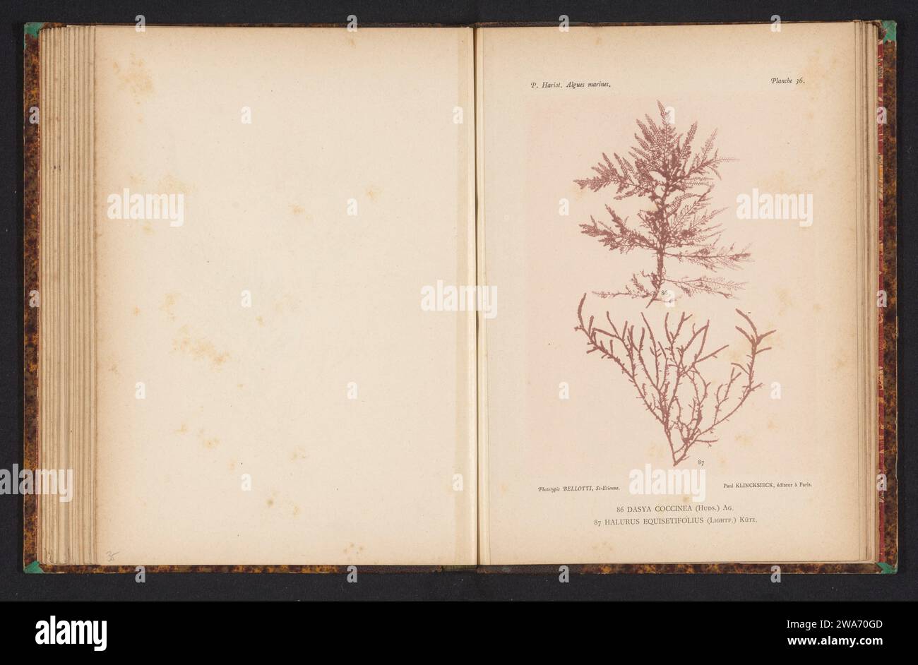 Dasya coccinea hi-res stock photography and images - Alamy