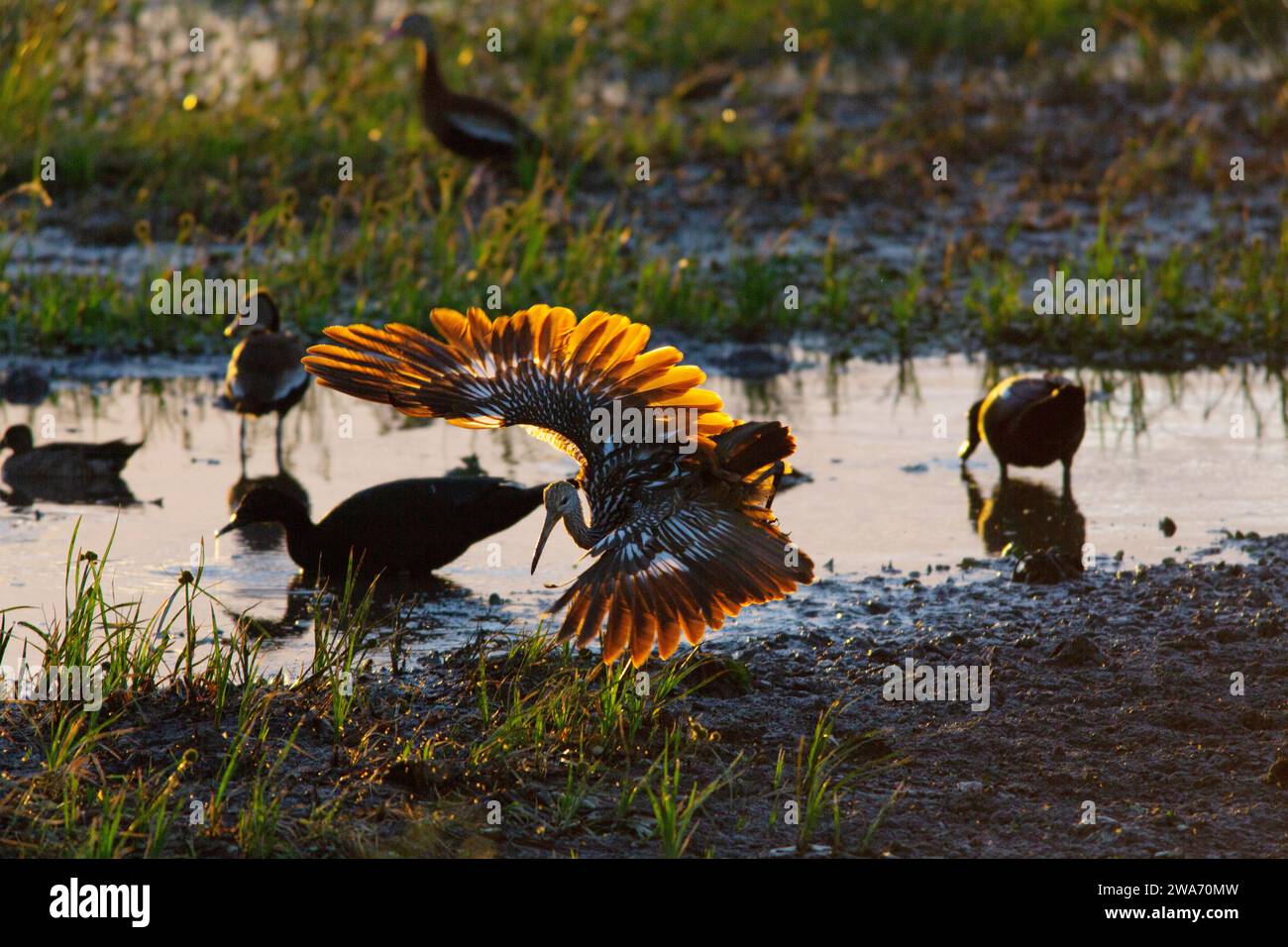 Limpkin (Aramus guarauna) flying at sunrise in Palo Verde National Park ...