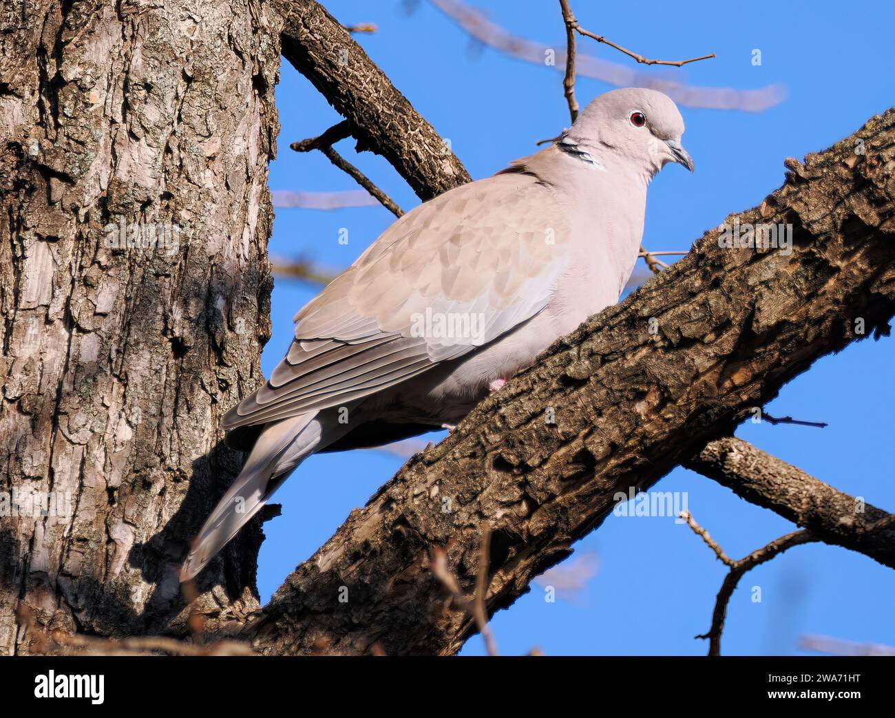 Eurasian collared dove, Türkentaube, Tourterelle turque, Streptopelia ...