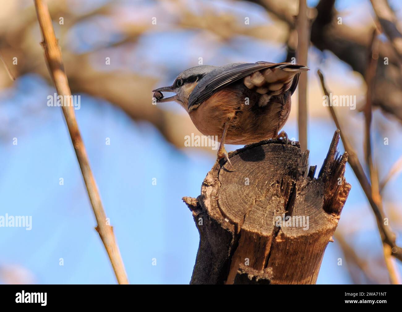 Eurasian nuthatch, wood nuthatch, Kleiber, Spechtmeise, Sittelle ...