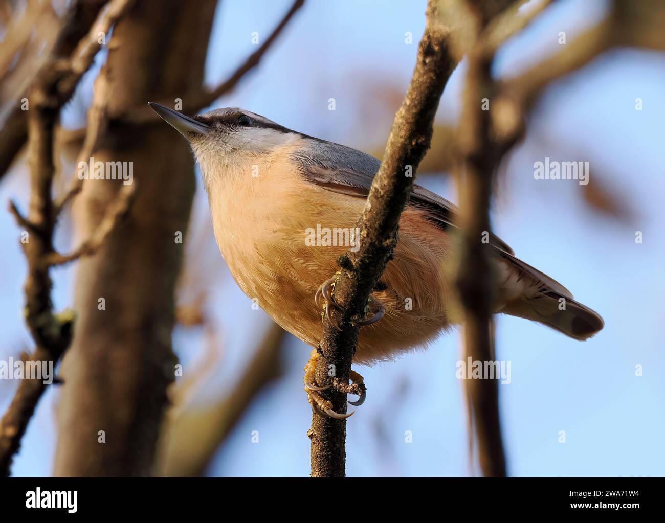 Eurasian nuthatch, wood nuthatch, Kleiber, Spechtmeise, Sittelle ...