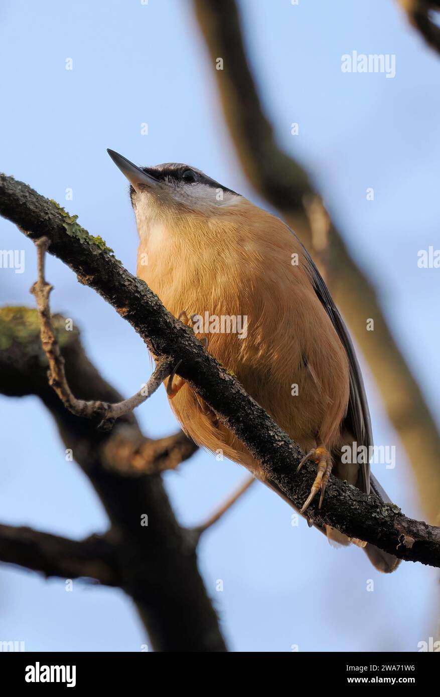 Eurasian nuthatch, wood nuthatch, Kleiber, Spechtmeise, Sittelle ...