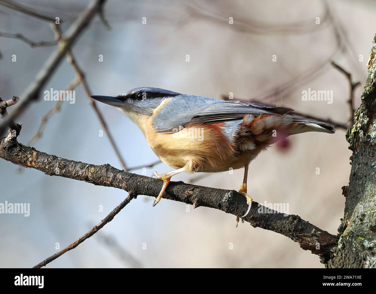 Eurasian nuthatch, wood nuthatch, Kleiber, Spechtmeise, Sittelle ...