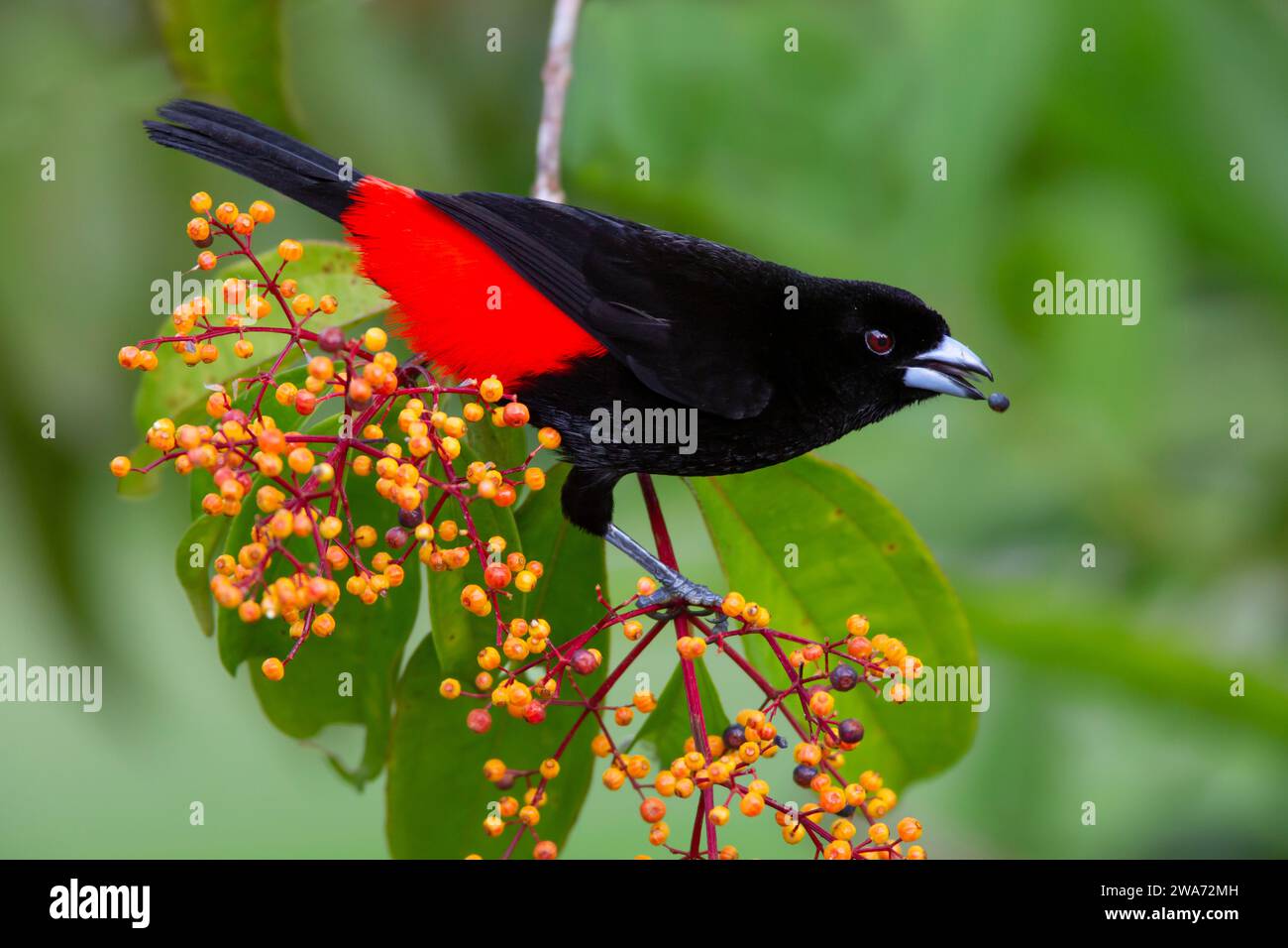 Male scarlet-rumped tanager (Ramphocelus passerinii) feeding on Miconia ...