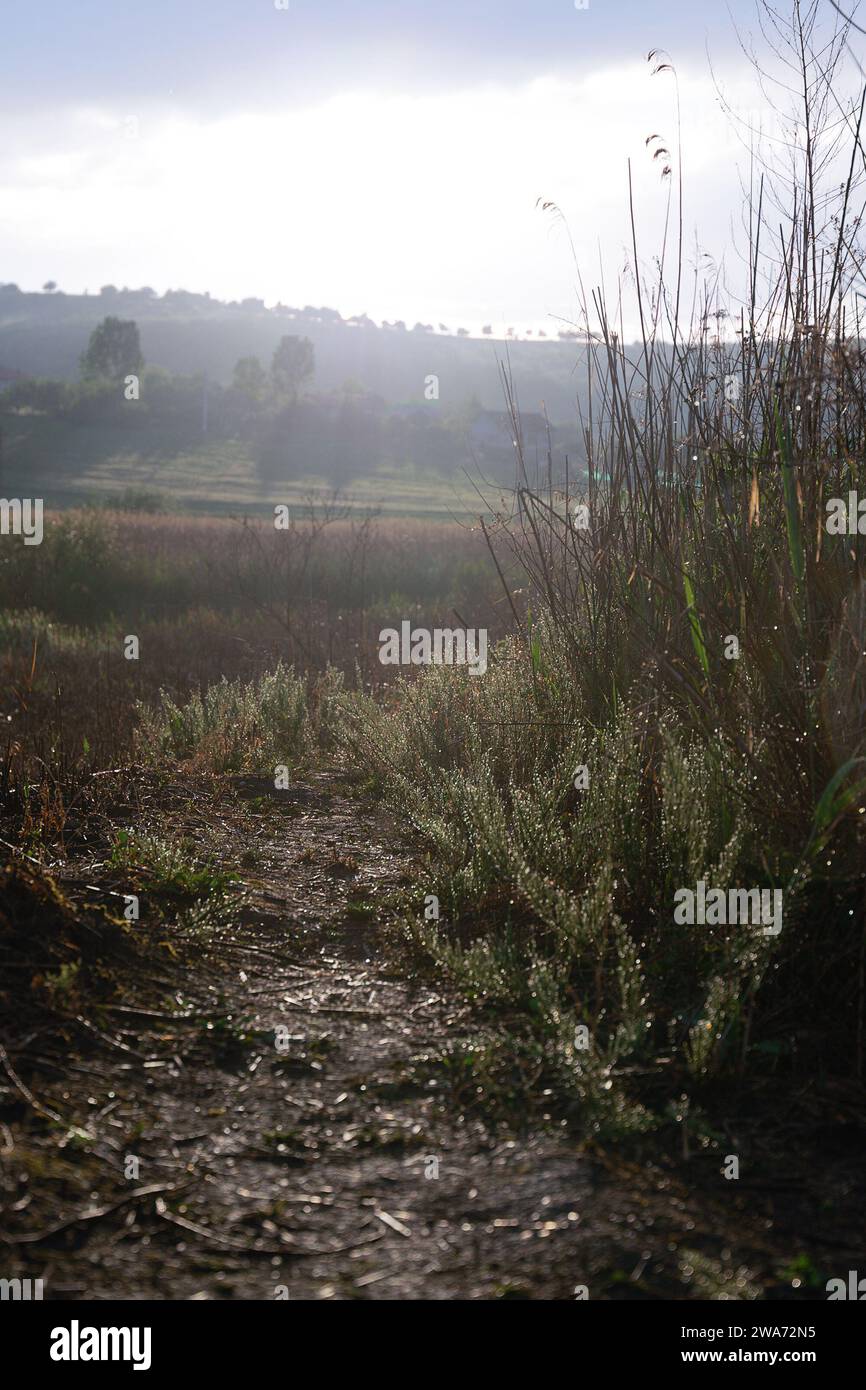 natural hiking path in the morning, plants full of dew Stock Photo - Alamy