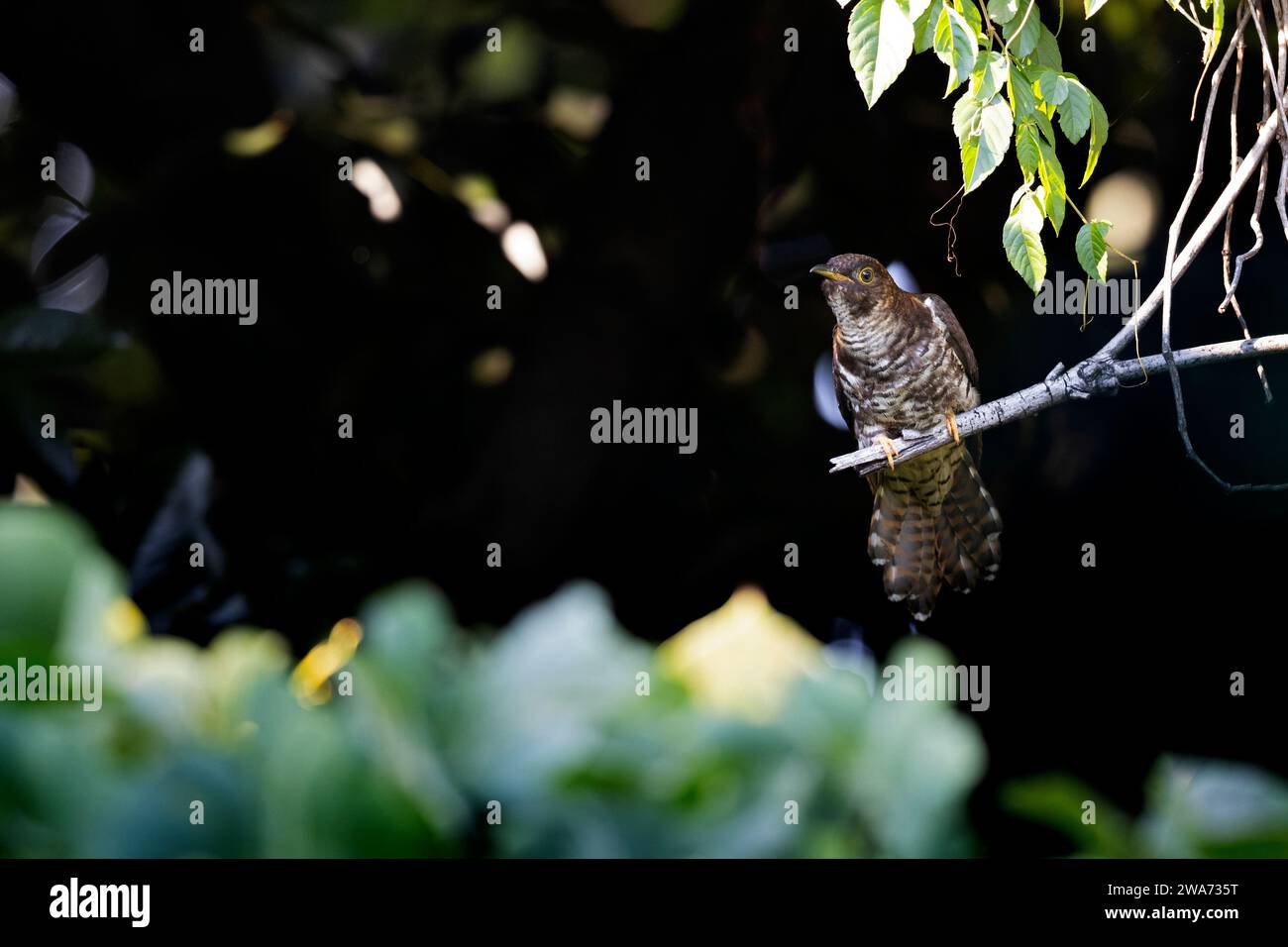 Small cuckoo hi-res stock photography and images - Alamy