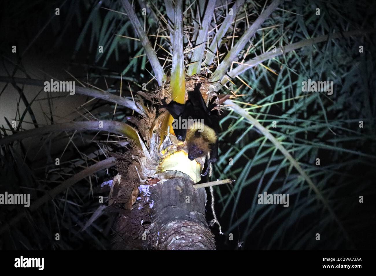 A Bat sits on a tree to drinking raw date juice in Munshiganj outskirts ...