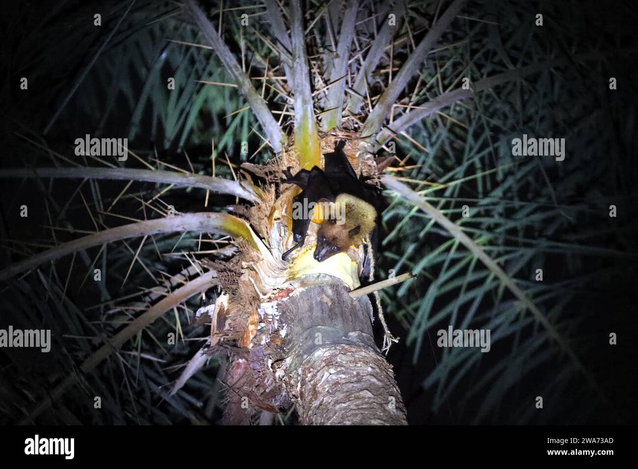 A Bat sits on a tree to drinking raw date juice in Munshiganj outskirts ...