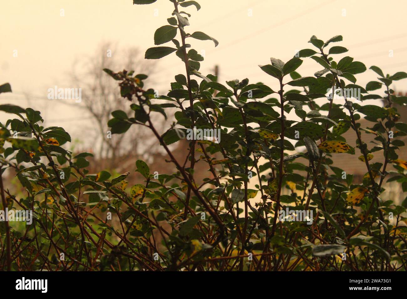 A close up photo of a dark green leaved bush against an orange evening ...