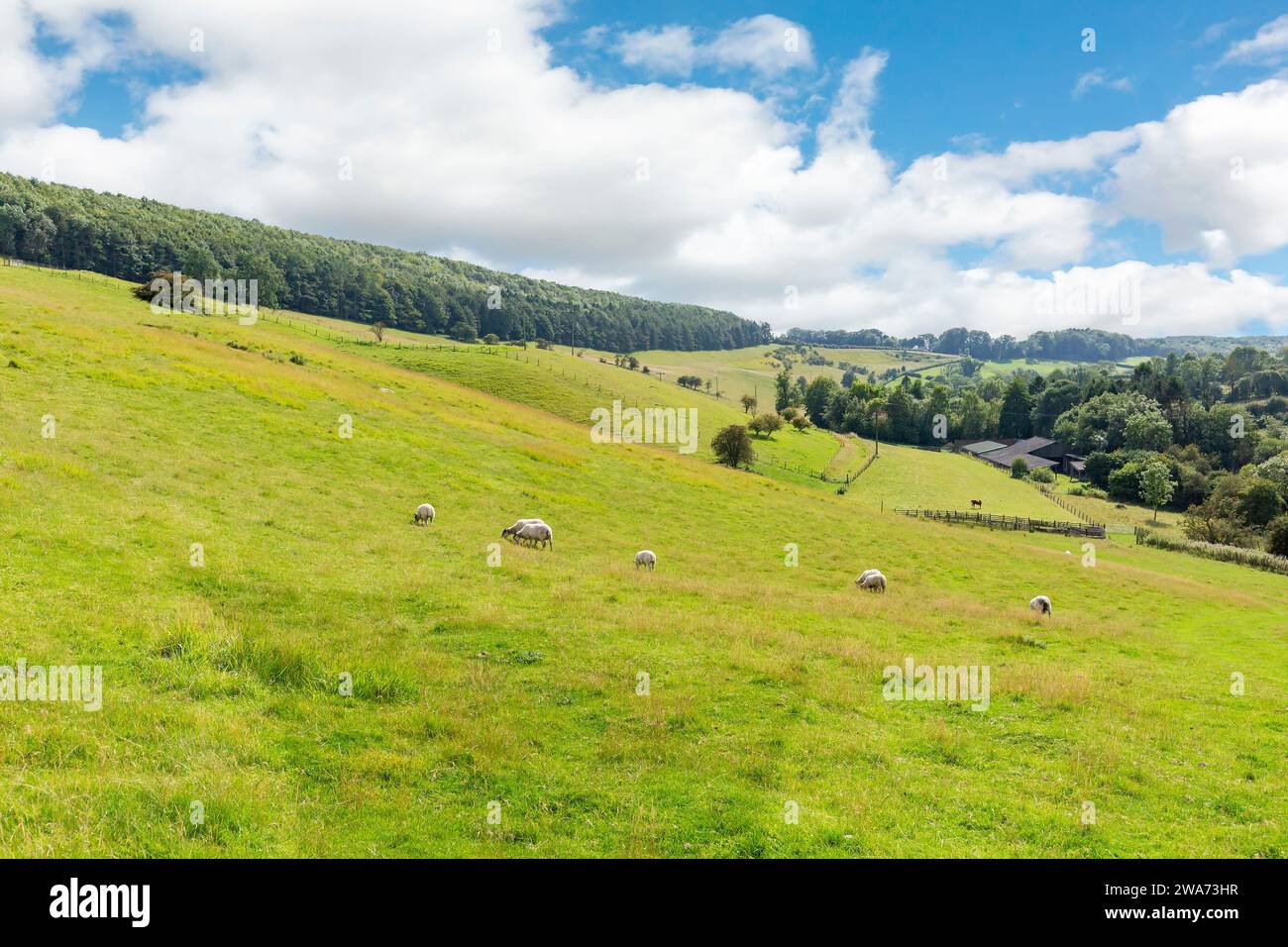 The rolling countryside of Yorkshire Stock Photo - Alamy