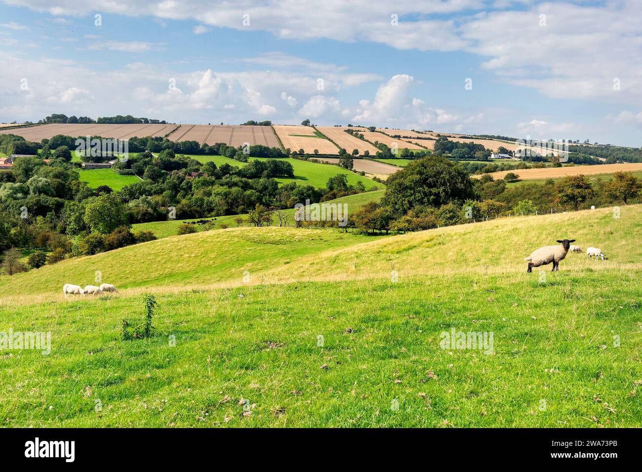 The rolling countryside of Yorkshire Stock Photo - Alamy