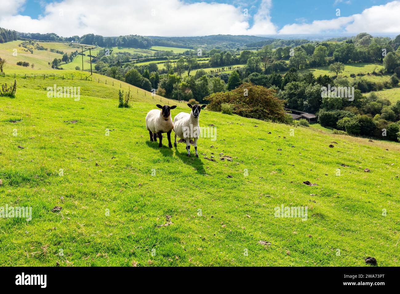The rolling countryside of Yorkshire Stock Photo - Alamy