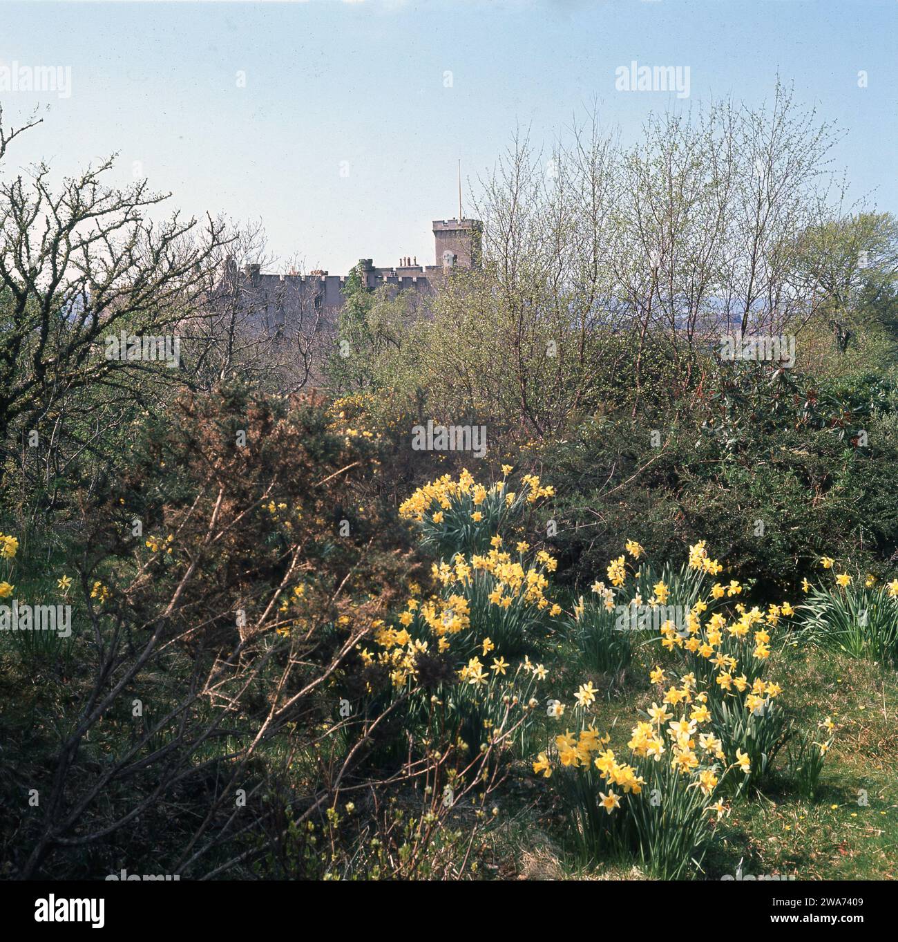 1964, historical, springtime and a view of the skyline of Dunvegan ...