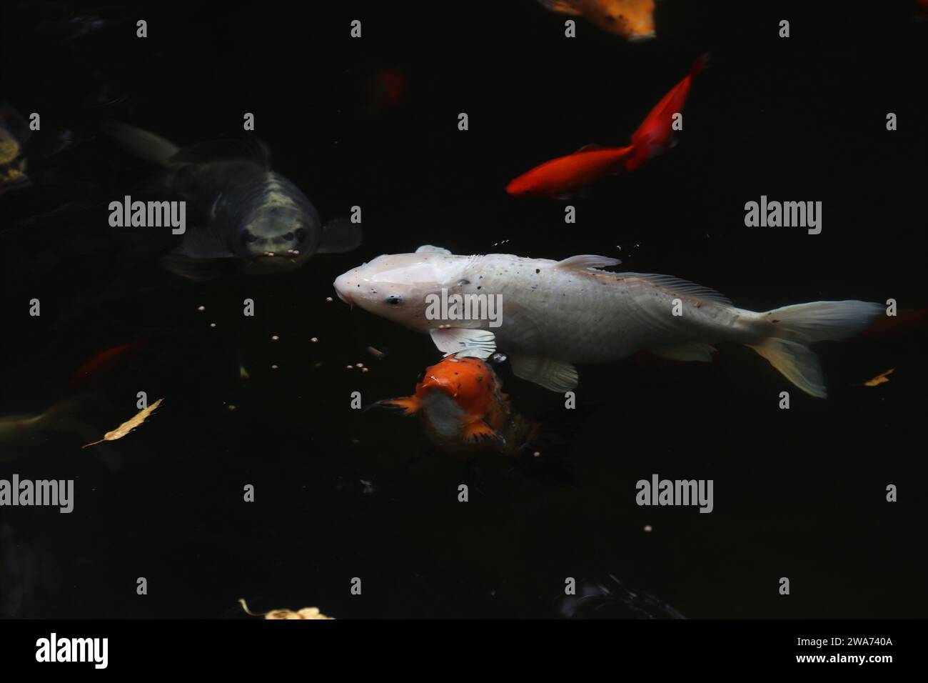 Serenity, Curiosity, Animals, Nature, Water, Calm Stock Photo - Alamy