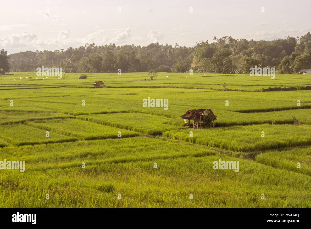Green rice field with a hut in the middle of rice fields and clear sky ...