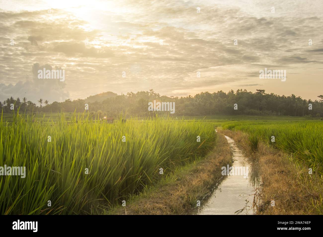 Green Rice Fields with flowing irrigation streams with good optical ...