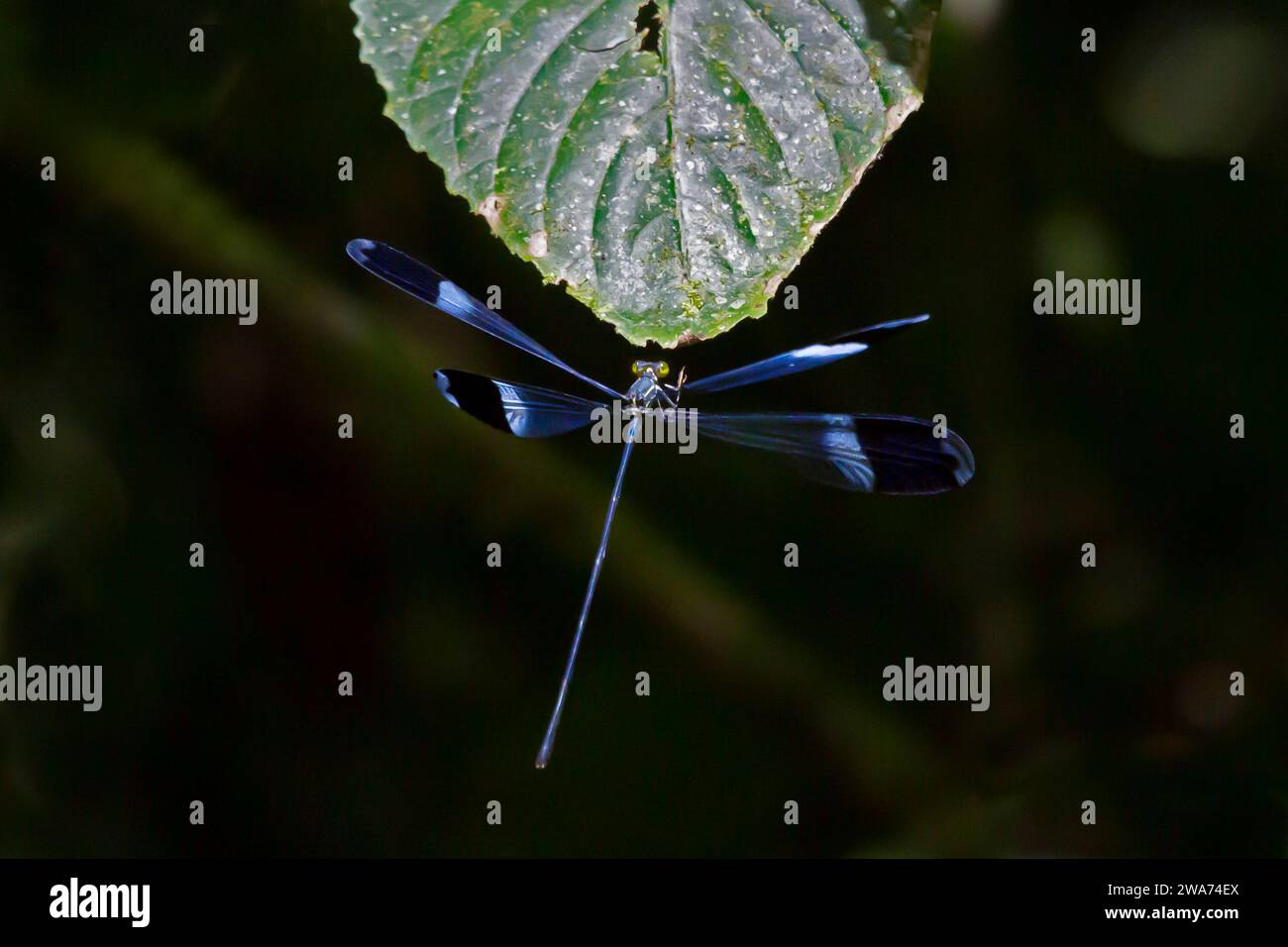 Rainforest insects hi-res stock photography and images - Alamy
