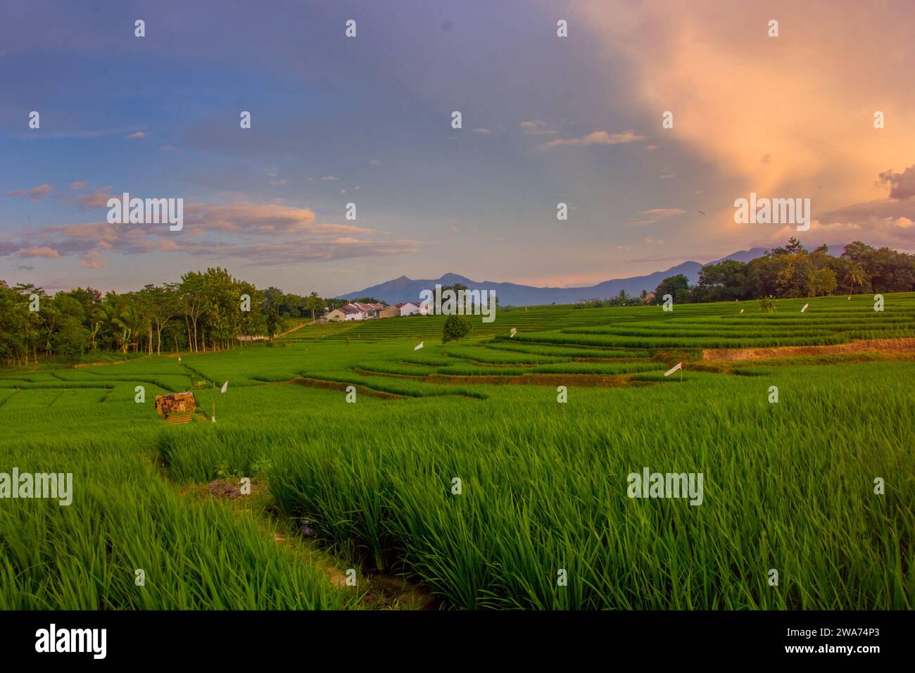 beautiful views of rice fields and mountains with clear blue sky clouds ...