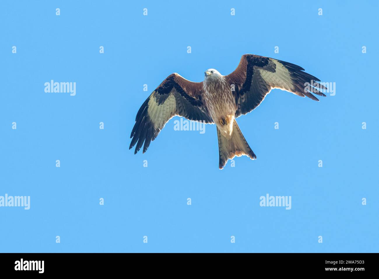 Red kite (Milvus milvus) flying overhead in blue sky, raptor in flight ...
