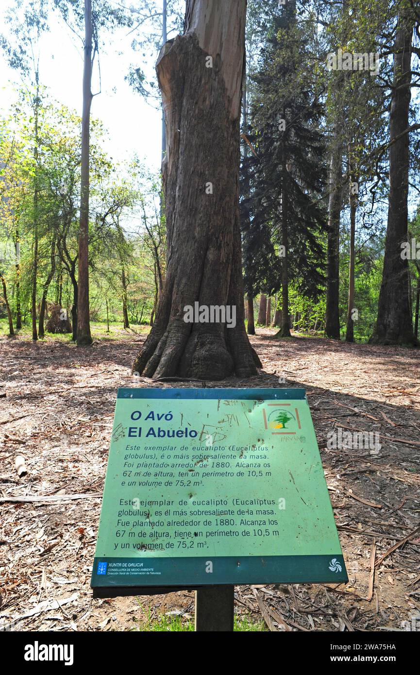 Souto de Retorta or Eucaliptal de Chavin Natural Monument. Grandpa ...