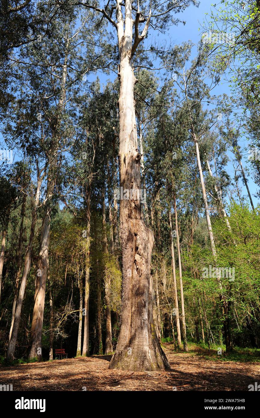 Souto de Retorta or Eucaliptal de Chavin Natural Monument. Grandpa ...