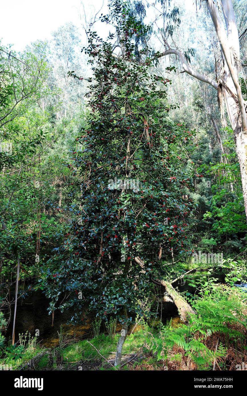 Souto de Retorta or Eucaliptal de Chavin Natural Monument. Holly (Ilex ...
