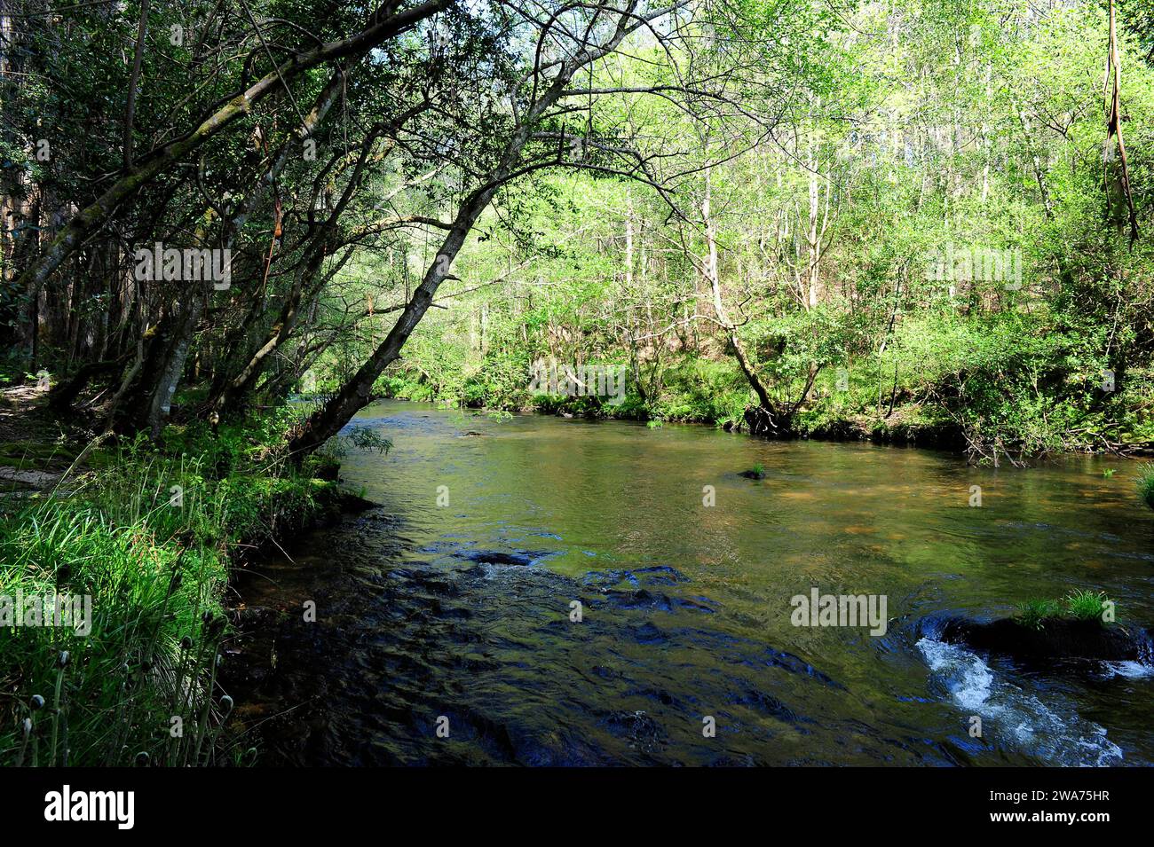 Souto de Retorta or Eucaliptal de Chavin Natural Monument. Landro river ...