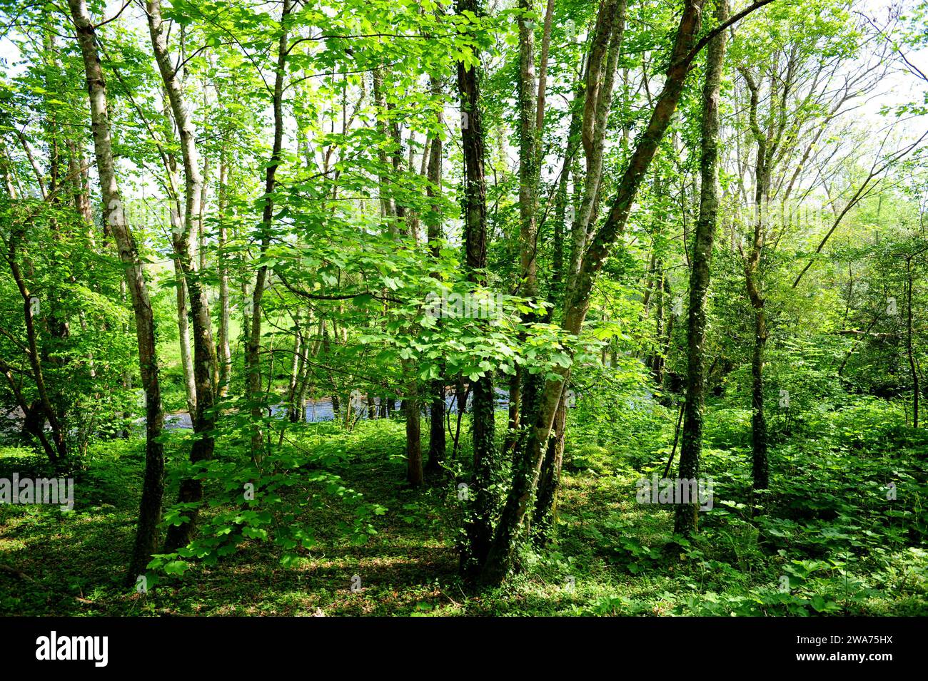 Souto de Retorta or Eucaliptal de Chavin Natural Monument. Maples (Acer ...