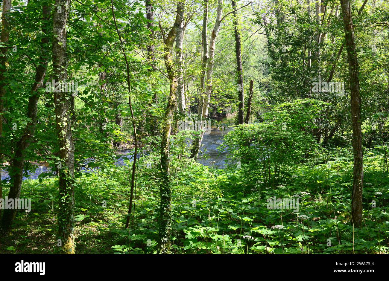 Souto de Retorta or Eucaliptal de Chavin Natural Monument. Maples (Acer ...