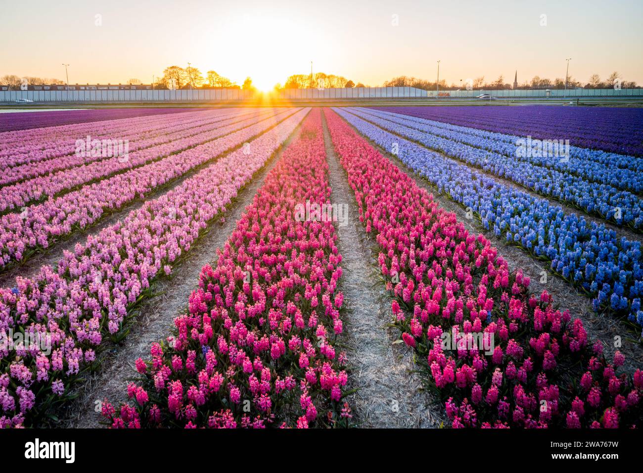 Aerial view tulip fields sunrise hi-res stock photography and images ...