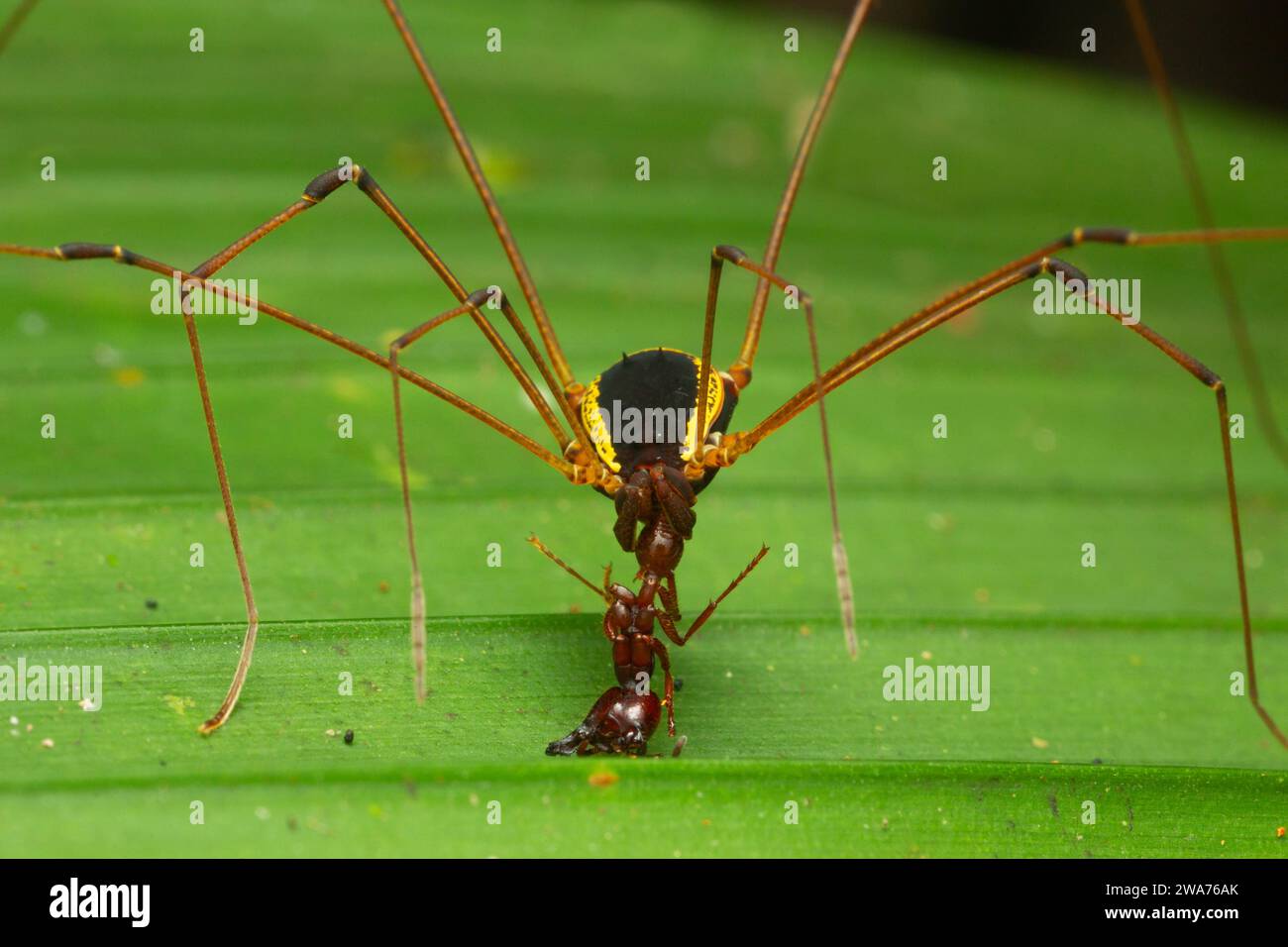 Harvestman / Daddy long-legs (Cynorta marginalis) eating an ant ...