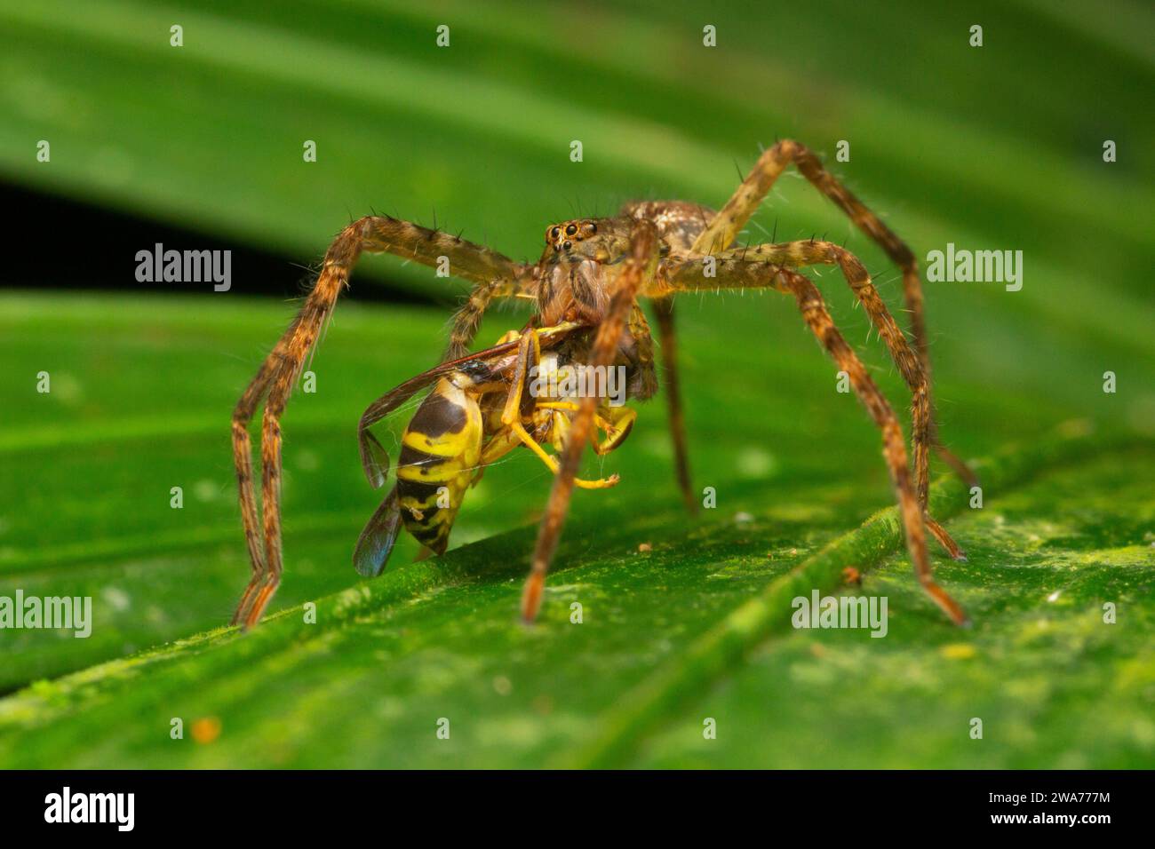 Wolf spider (Lycosidae) eating a wasp. Lowland rainforest, Sarapiquí ...