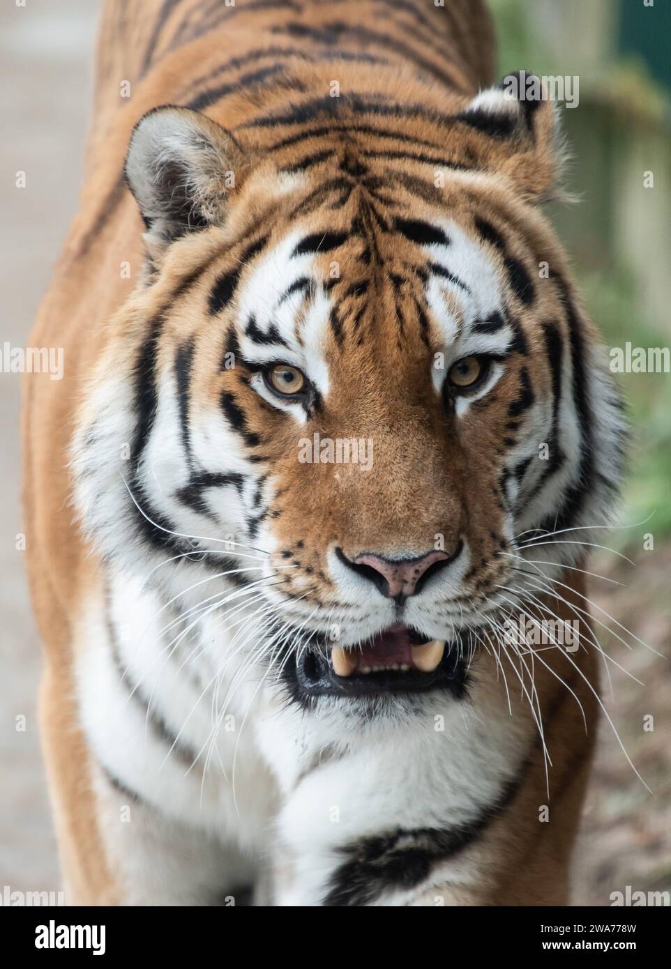 Riga, Latvia. 01st Jan, 2024. A Siberian tiger can be seen in an ...