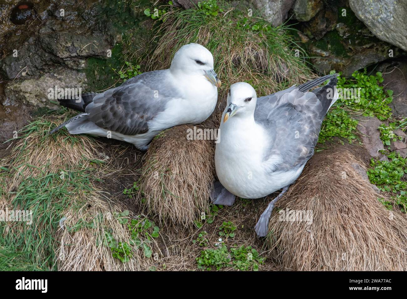 Displaying fulmars hi-res stock photography and images - Alamy