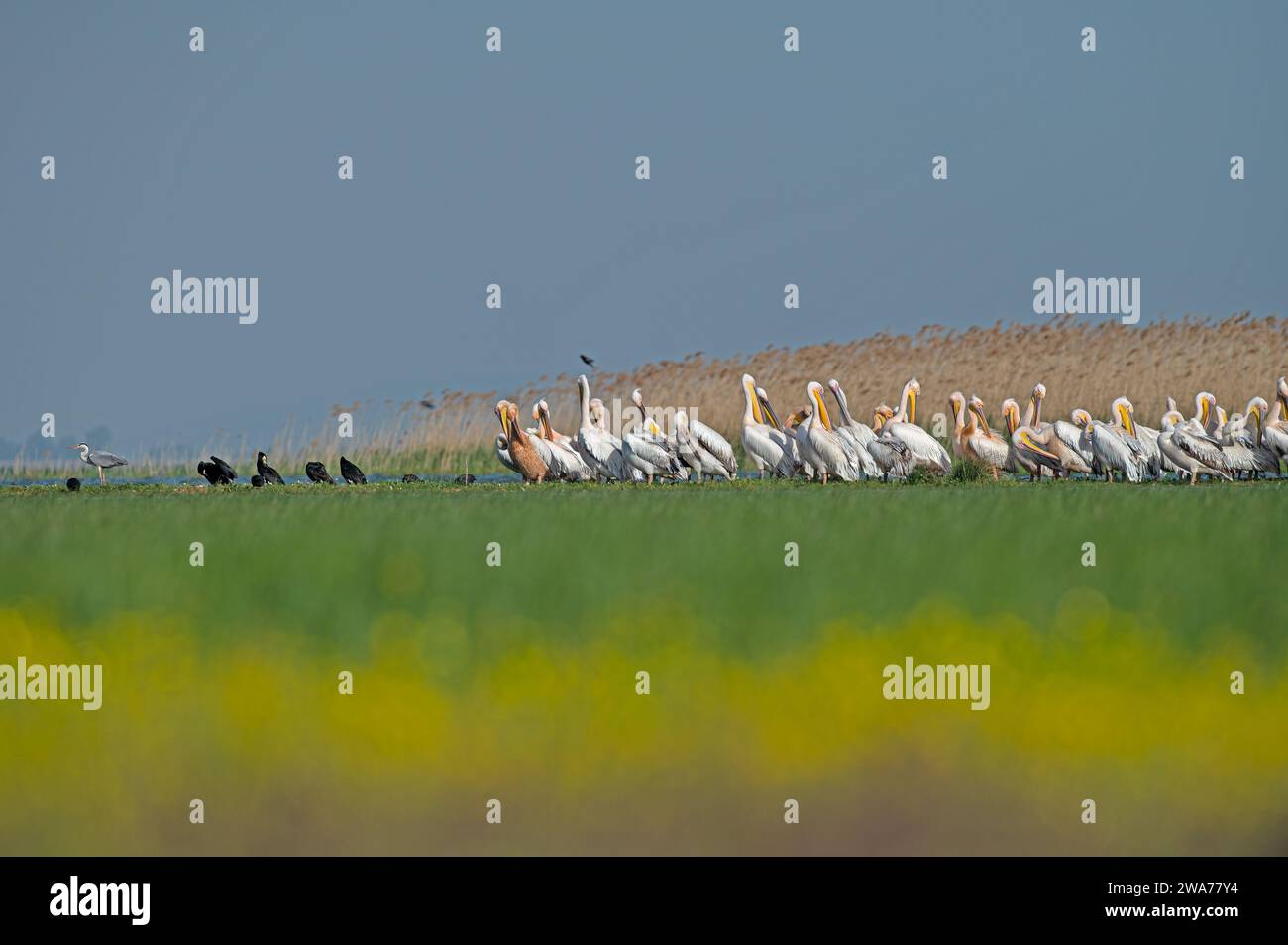 Great White Pelican, Pelecanus onocrotalus, with other waterbirds among ...
